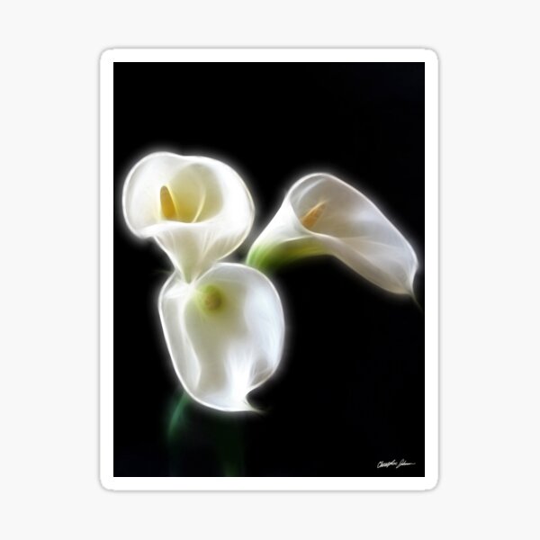 "Elegant Calla Lily Flowers 6 Modern" Sticker by TravelPhotoArt | Redbubble