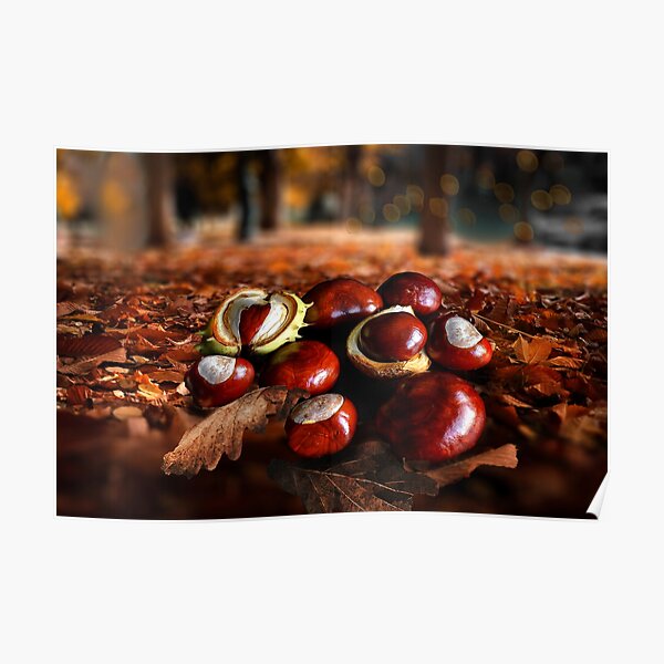 "Autumn Conkers" Poster by Alisonchambers2 | Redbubble