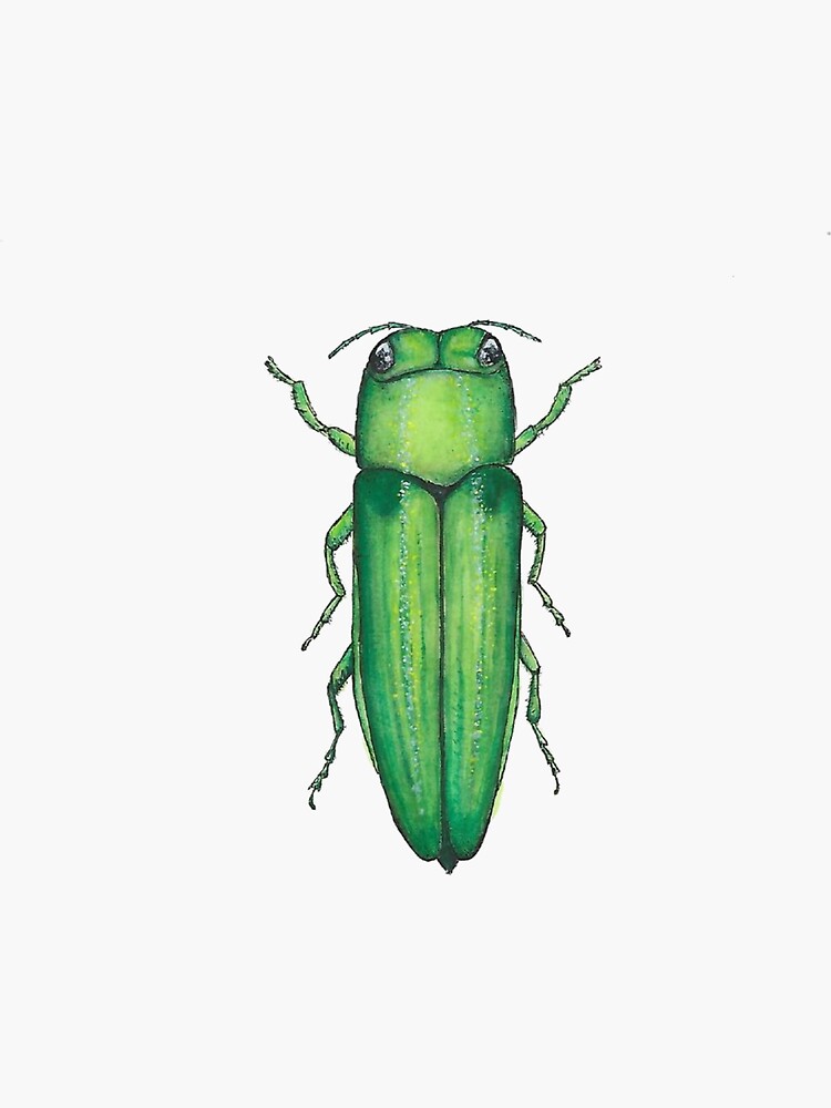 "Emerald Ash Borer Beetle Bug Insect" Sticker for Sale by JenessaLayne ...