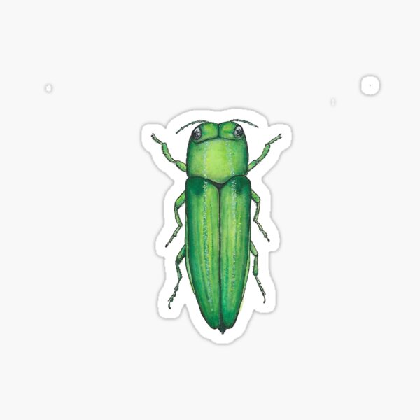 "Emerald Ash Borer Beetle Bug Insect" Sticker for Sale by JenessaLayne ...