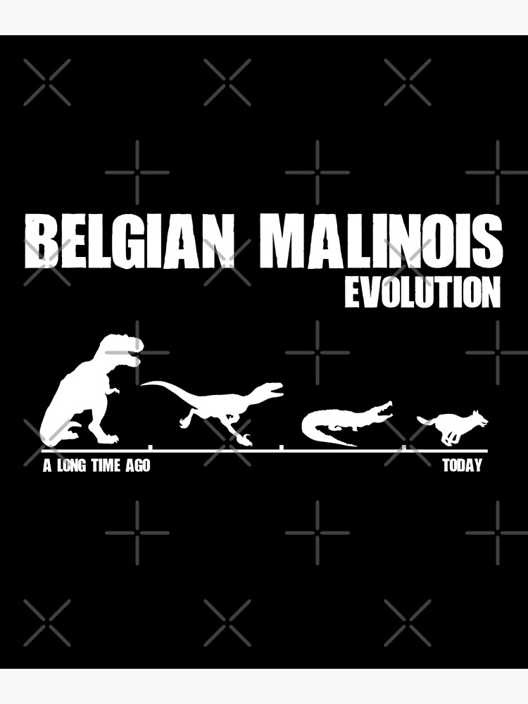 "Belgian Malinois Evolution - Maligator Maliraptor Gift" Poster for ...