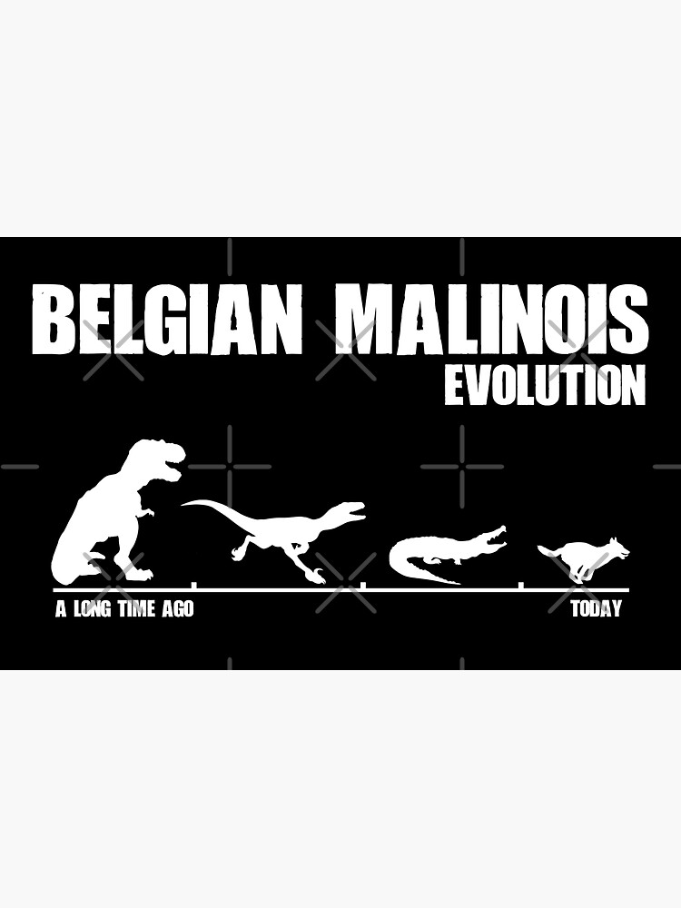 "Belgische Malinois Evolution - Maligator Maliraptor Geschenk" Sticker ...