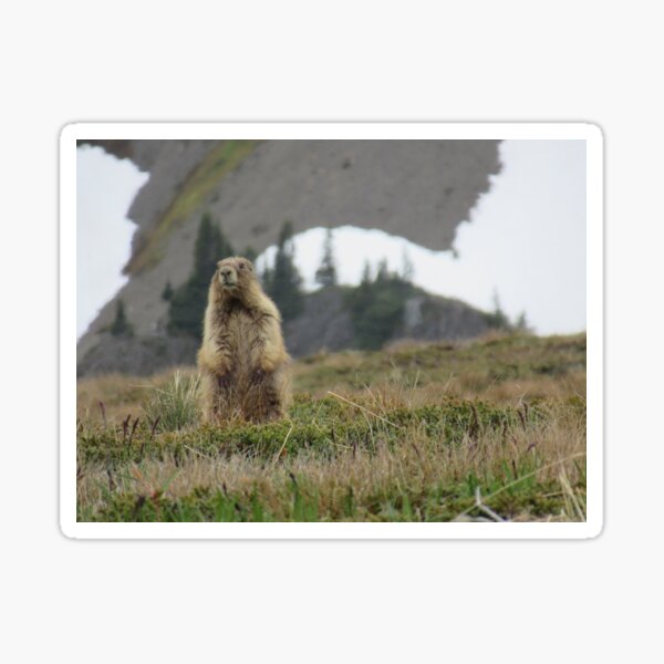 "Olympic Marmot" Sticker by Stratus13 | Redbubble