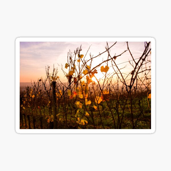 "Autumnal vines" Sticker by chiaravisuals | Redbubble
