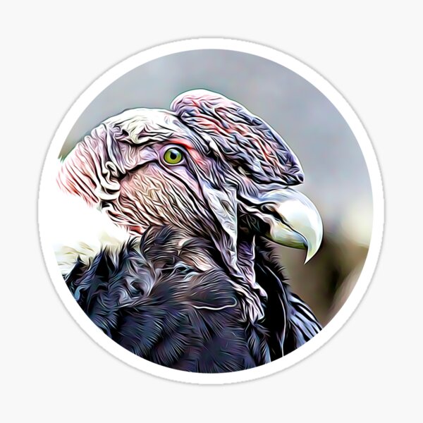 "Andean Condor Vulture Portrait" Sticker for Sale by KJCasey1982 ...