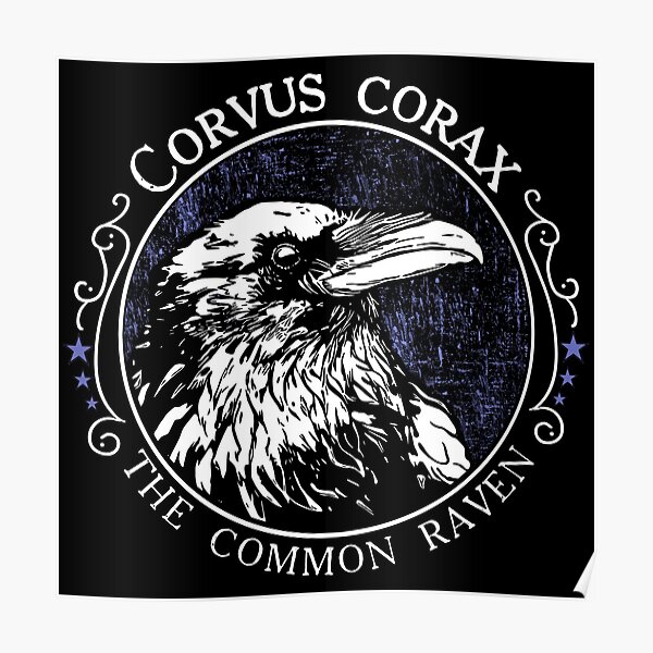 "Corvus corax - The Common Raven" Poster for Sale by haggisvitae ...