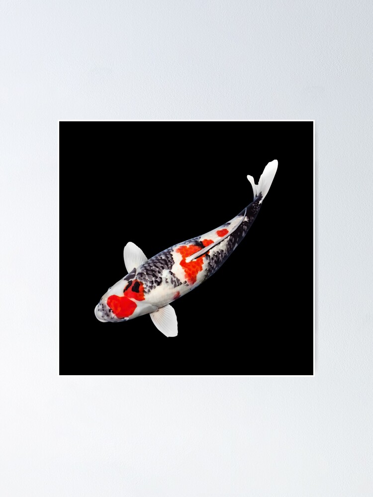 "Koi Fish - For All Koi Fish Lovers" Poster for Sale by AquariumExp ...
