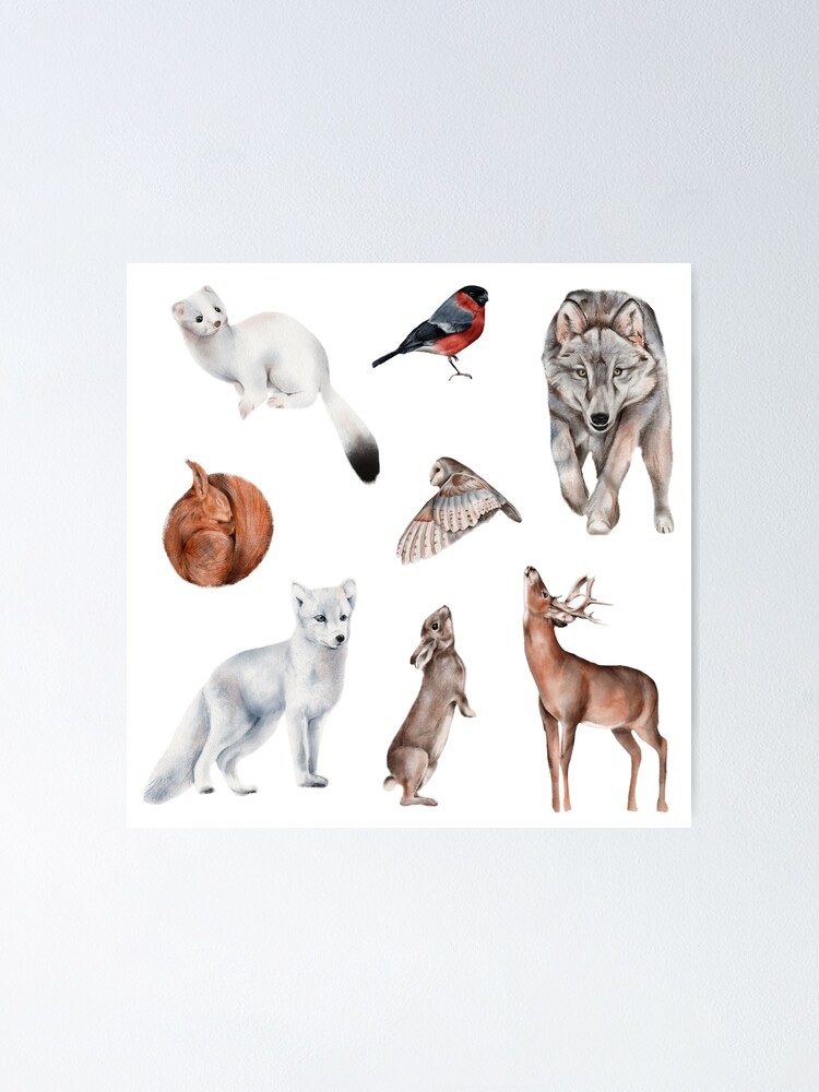 Poster « Pack d'animaux de la forêt d'hiver - loup, belette, oiseau ...