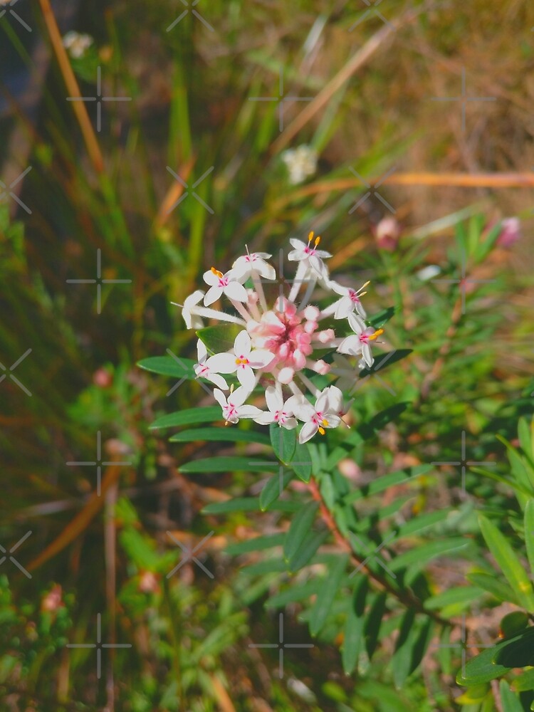 "Australische einheimische Flora | Blume | Pimelea humilis ...