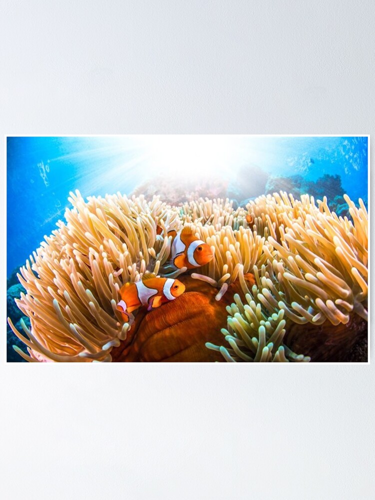 "CLOWN FISH" Poster for Sale by CricciethPrint | Redbubble