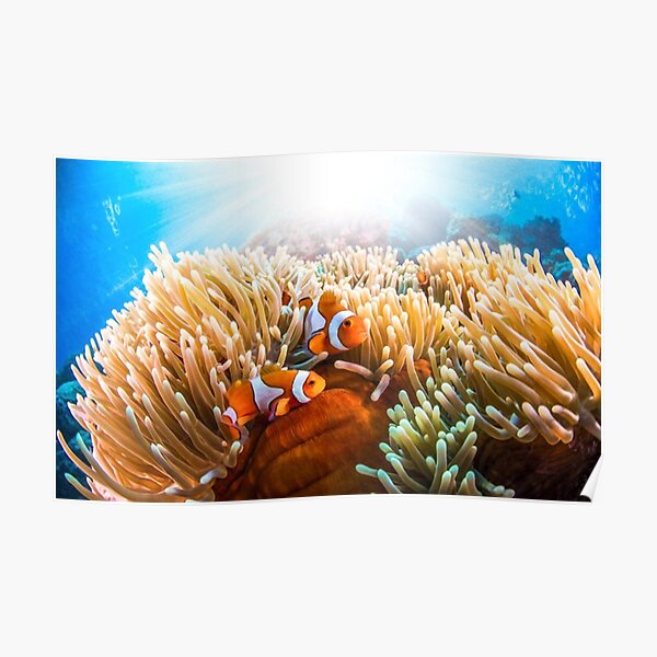 "CLOWN FISH" Poster for Sale by CricciethPrint | Redbubble