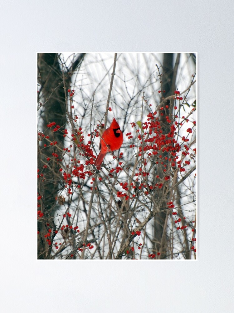 "Cardinal " Poster for Sale by vmurfin | Redbubble