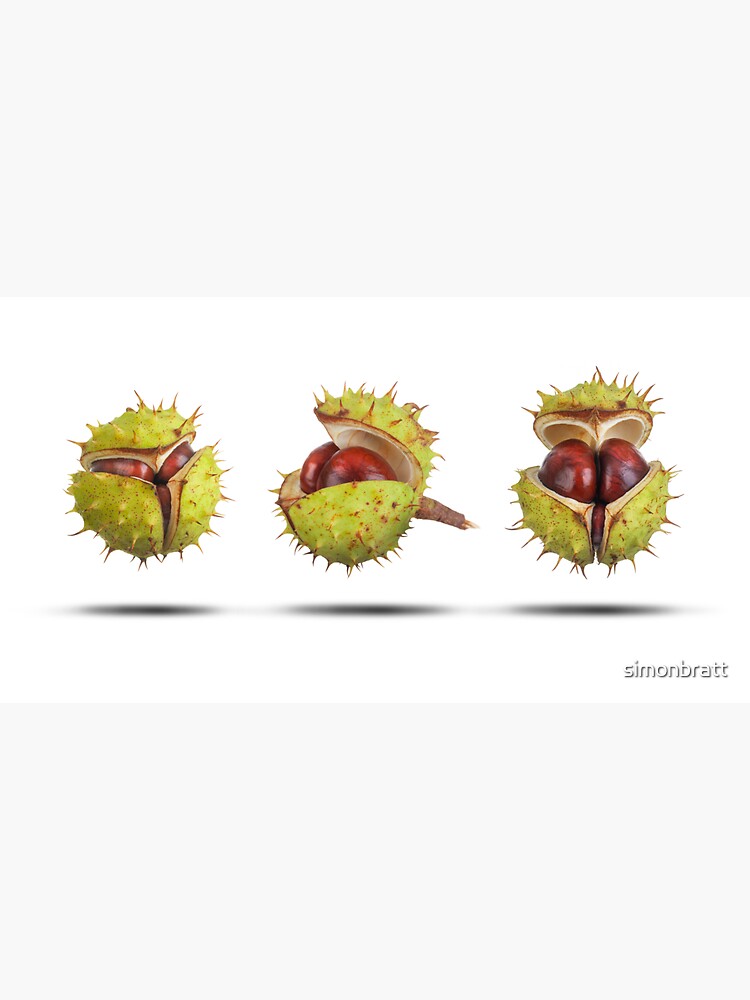 "Conker cases opening in three stages isolated" Sticker for Sale by ...