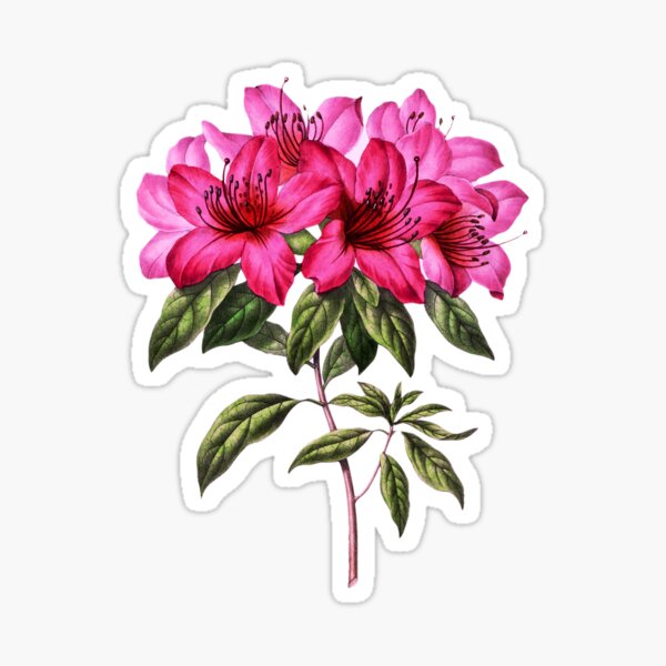 "pink azalea flower" Sticker for Sale by styleandlife | Redbubble