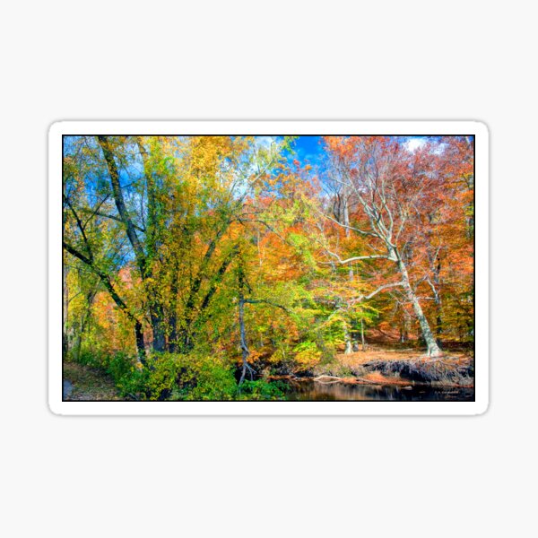 "Sycamore Tree, Autumn" Sticker for Sale by AMacGPhilly | Redbubble