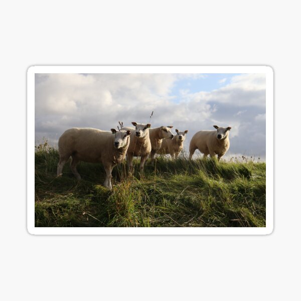 Sheep grazing warning sign stickers reflective countryside farm animal ...