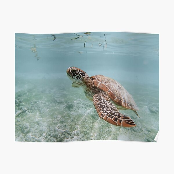 "sea turtle viii" Poster for Sale by mauikauai | Redbubble