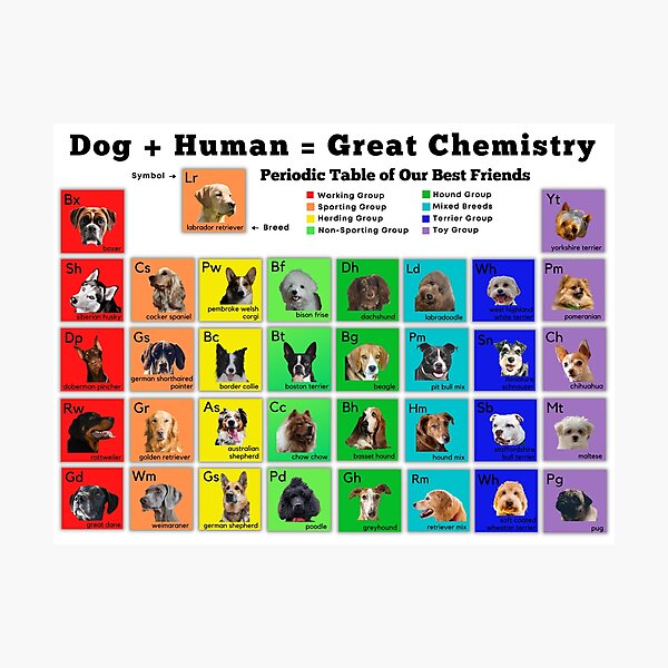 "Periodic Table of Dogs" Photographic Print for Sale by petplushuman ...