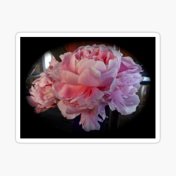 "Pink Peony" Sticker for Sale by jennyleeandjim | Redbubble