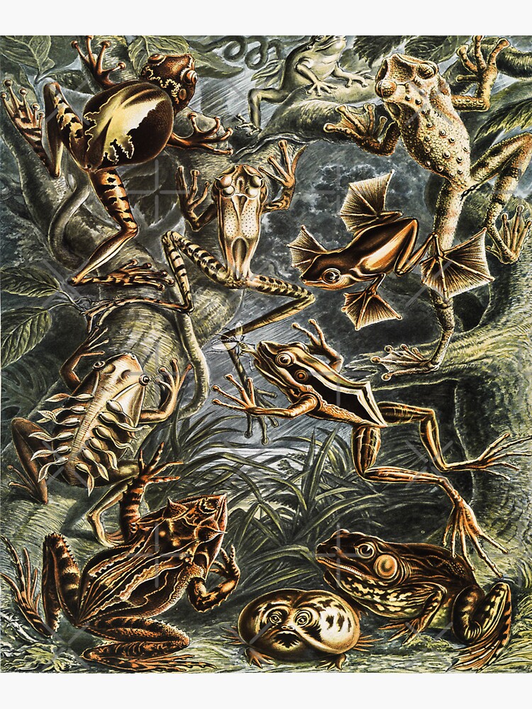 "types of frogs, renaissance art, ancient paintings, the art of ...