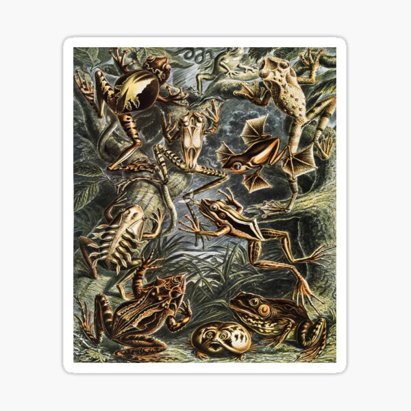 "types of frogs, renaissance art, ancient paintings, the art of ...