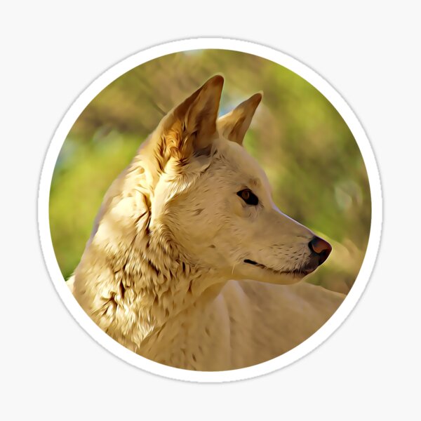 "Dingo Portrait" Sticker for Sale by KJCasey1982 | Redbubble