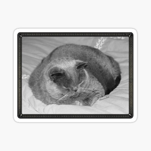 "British Shorthair Cat ~ Snoozing" Sticker for Sale by SummerJade ...