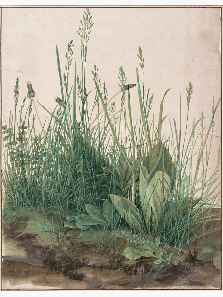 "Albrecht Dürer The Large Piece of Turf" Sticker for Sale by ...