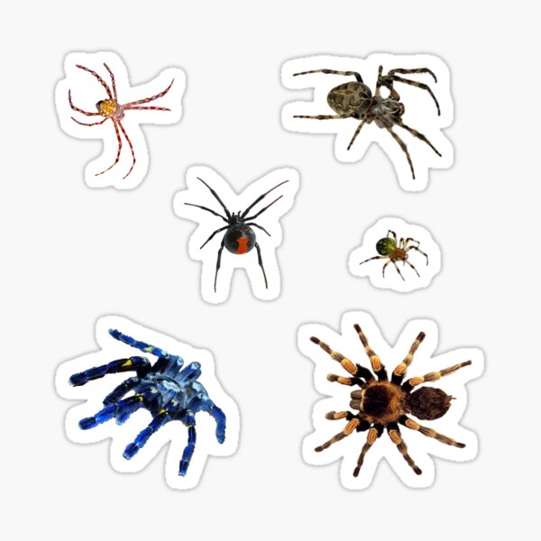 "Spider sticker pack" Sticker for Sale by starseedgems | Redbubble