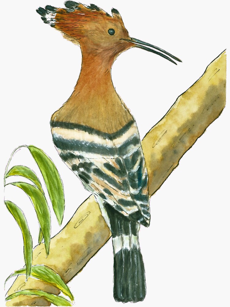 "Hoopoe (Watercolour)" Sticker for Sale by Sarah-Addy-Art | Redbubble