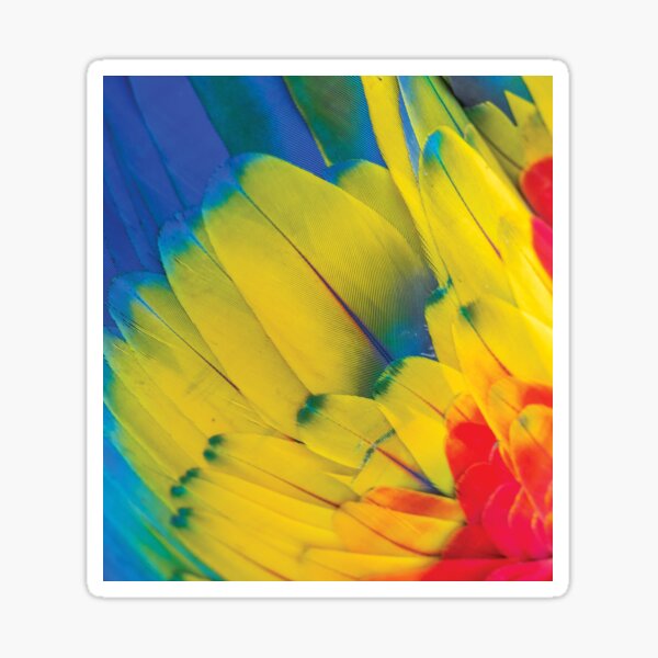 "Red, yellow and blue color feathers " Sticker for Sale by darshants ...