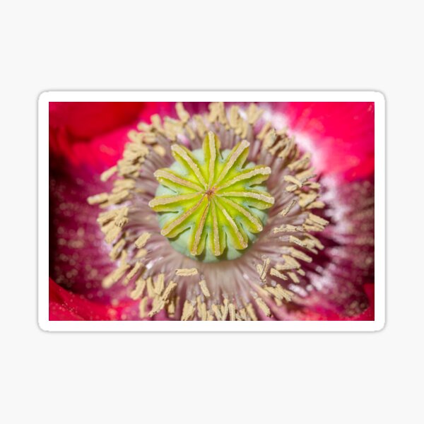 "Close up of an Opium Poppy Centre" Sticker for Sale by Cushtex | Redbubble