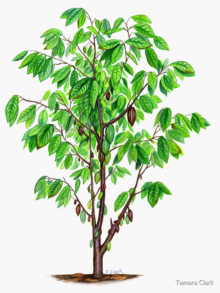 "Cacao Tree (Theobroma cacao)" Sticker by edenart | Redbubble