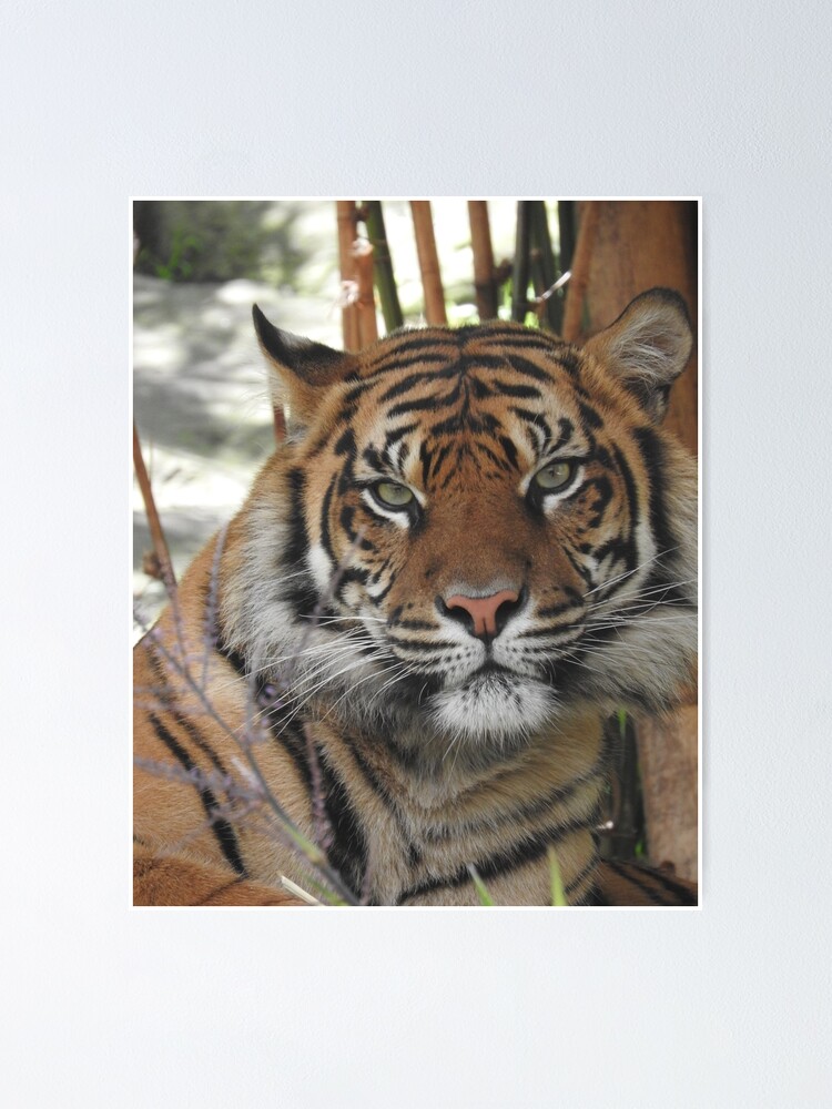 "Sumatran Tiger" Poster for Sale by kirstybush | Redbubble