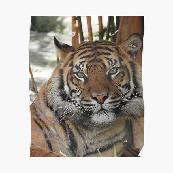"Sumatran Tiger" Poster for Sale by kirstybush | Redbubble