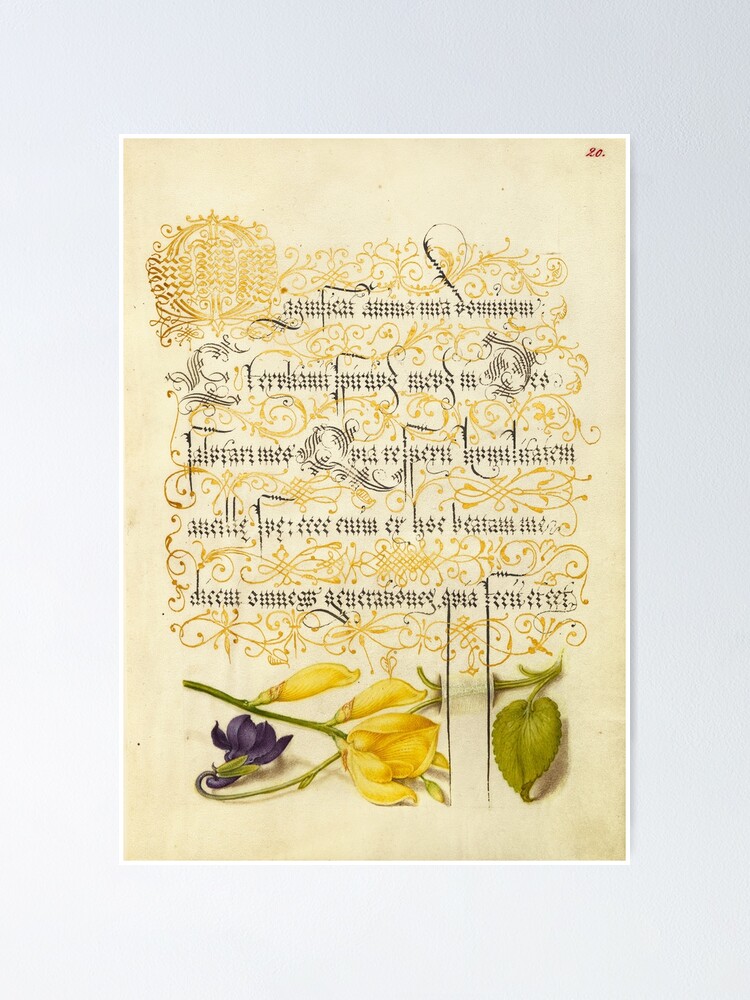 "Naturalist Manuscript Flowers and Plants Illumination: Sweet Violet ...