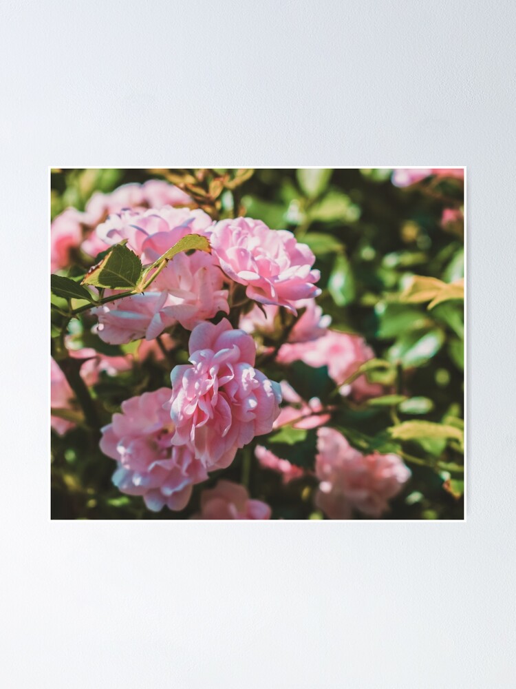 "Moody Beautiful Pink Rose Summer Flowers Aesthetic - Botanical" Poster ...