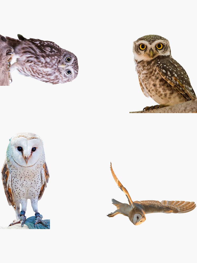 "1st Happy Owls Stickers Pack. Essential For Every Owl Lover. Suitable ...