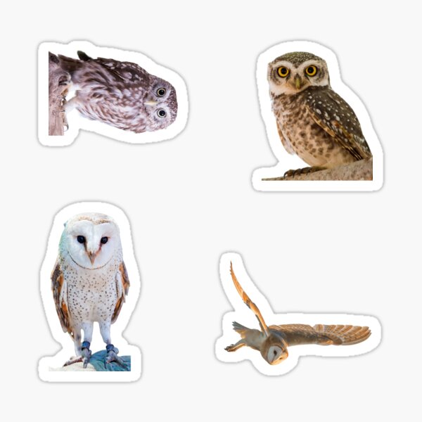 "1st Happy Owls Stickers Pack. Essential For Every Owl Lover. Suitable ...