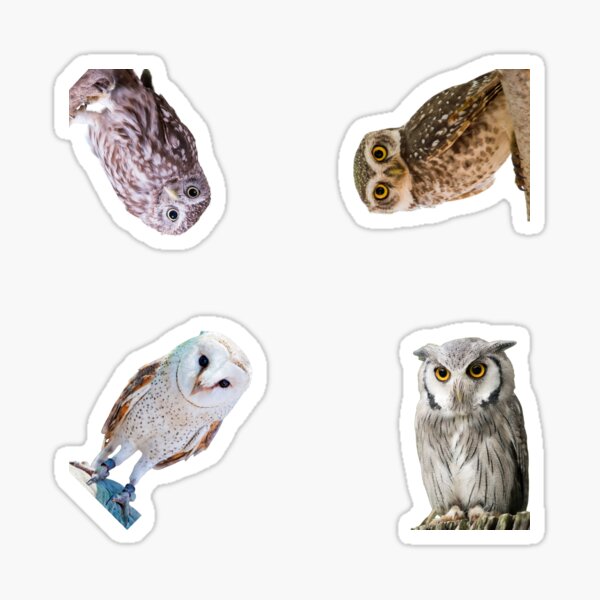 "1st Standing Owls Stickers Pack. Essential For Every Owl Lover ...