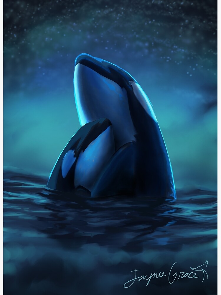 "Killer Whale Hug" Poster by jayneegraceart | Redbubble