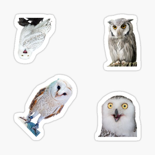 "1st White Owls Stickers Pack. Essential For Every Owl Lover. Suitable ...