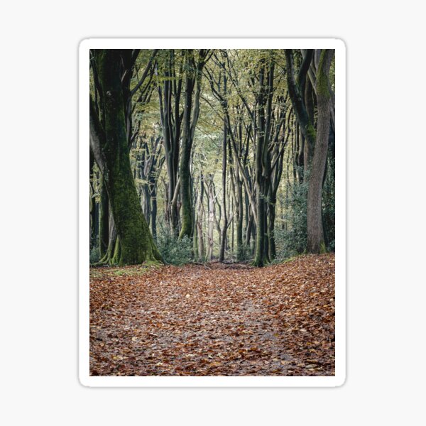 "The Dancing Trees" Sticker for Sale by SV-outdoors | Redbubble