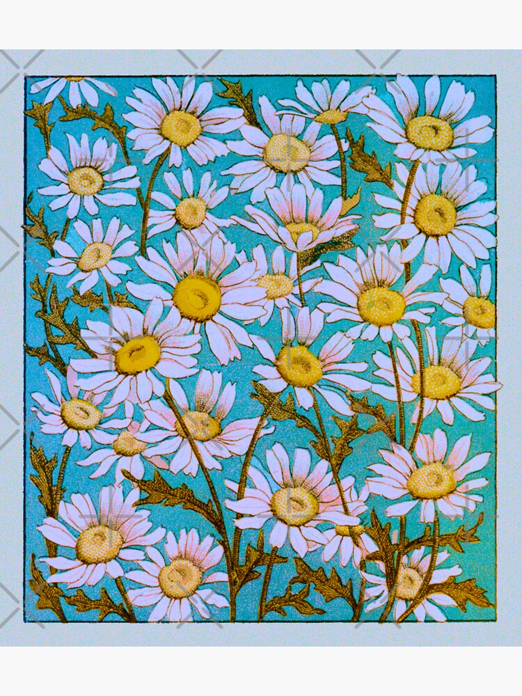 "Vintage Daisies In Bright Turquoise Background, April Birth Flower ...