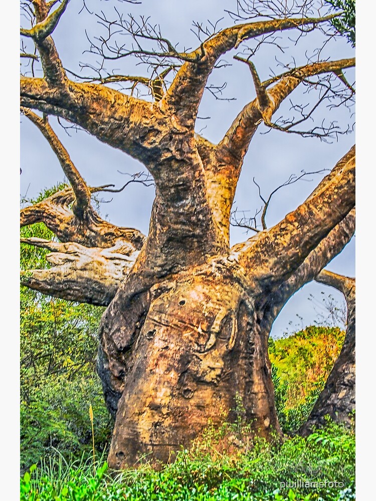 "10635 Balboa Tree" Poster by pwilliamsfoto | Redbubble