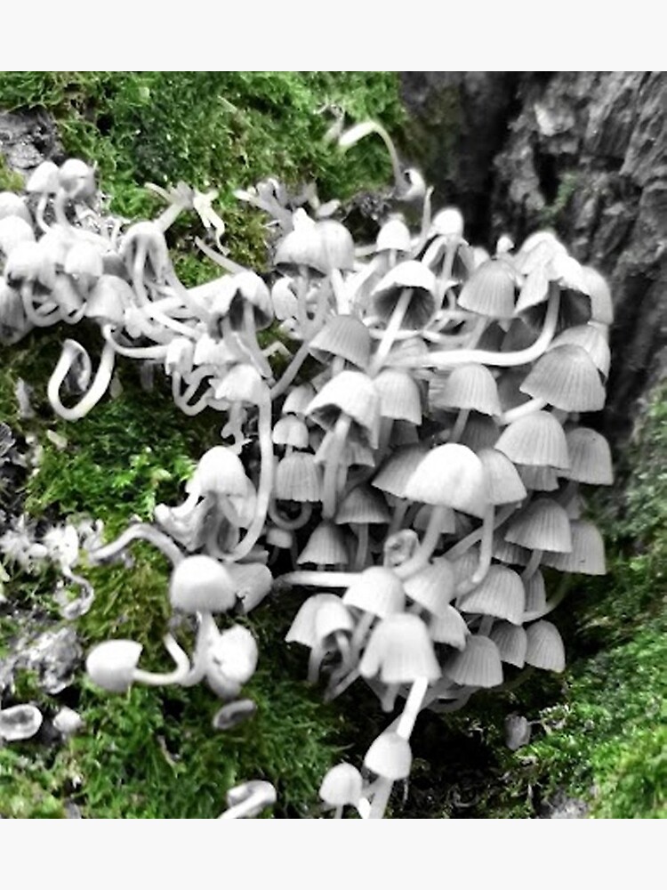 "fairy inkcap mushroom photo edit" Poster for Sale by Demonmushroom ...