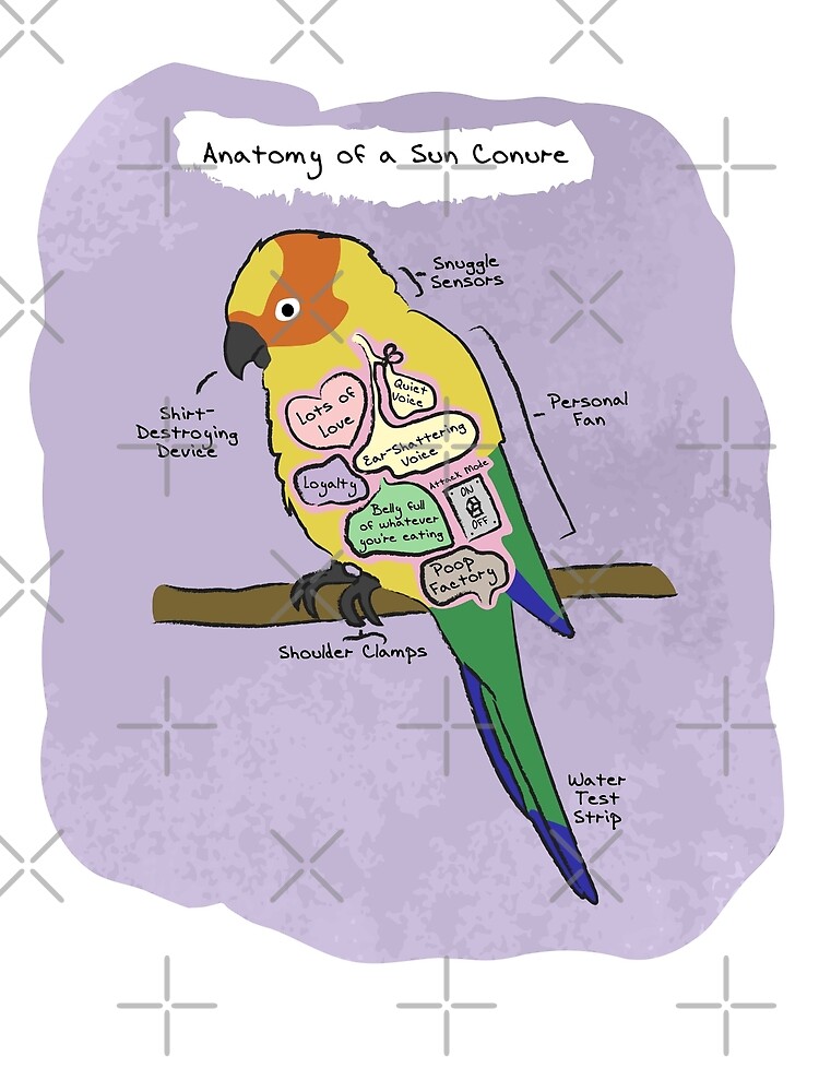 "Sun Conure Anatomy" Poster by MommySketchpad | Redbubble