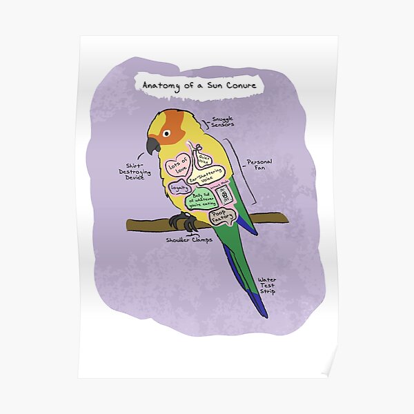 "Sun Conure Anatomy" Poster by MommySketchpad | Redbubble