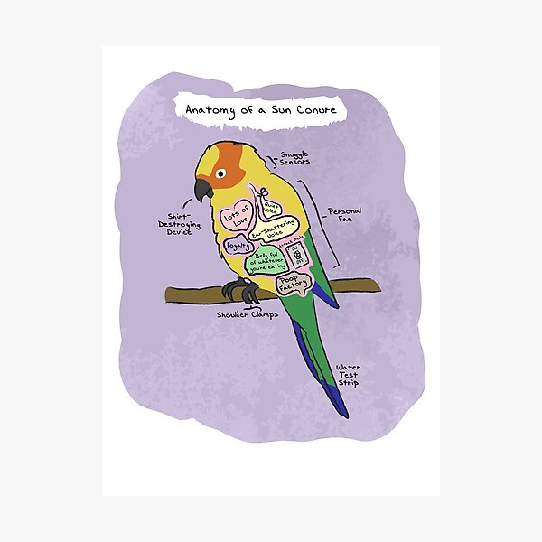 "Sun Conure Anatomy" Photographic Print for Sale by MommySketchpad ...