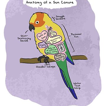 "Sun Conure Anatomy" Photographic Print for Sale by MommySketchpad ...